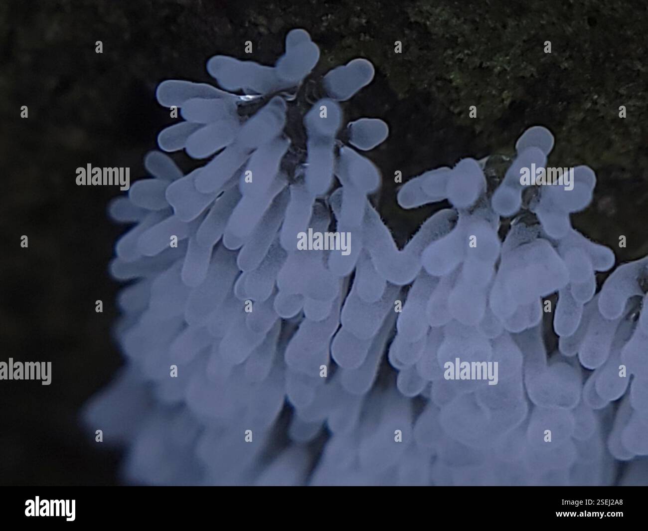 Common Coral Slime (Ceratiomyxa fruticulosa), Protozoa, Portola ...