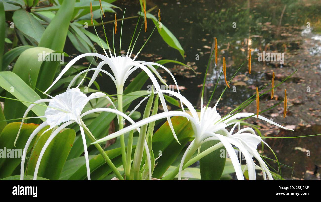 Beach Spider Lily (Hymenocallis littoralis), Plantae, Бангкок, Таиланд ...