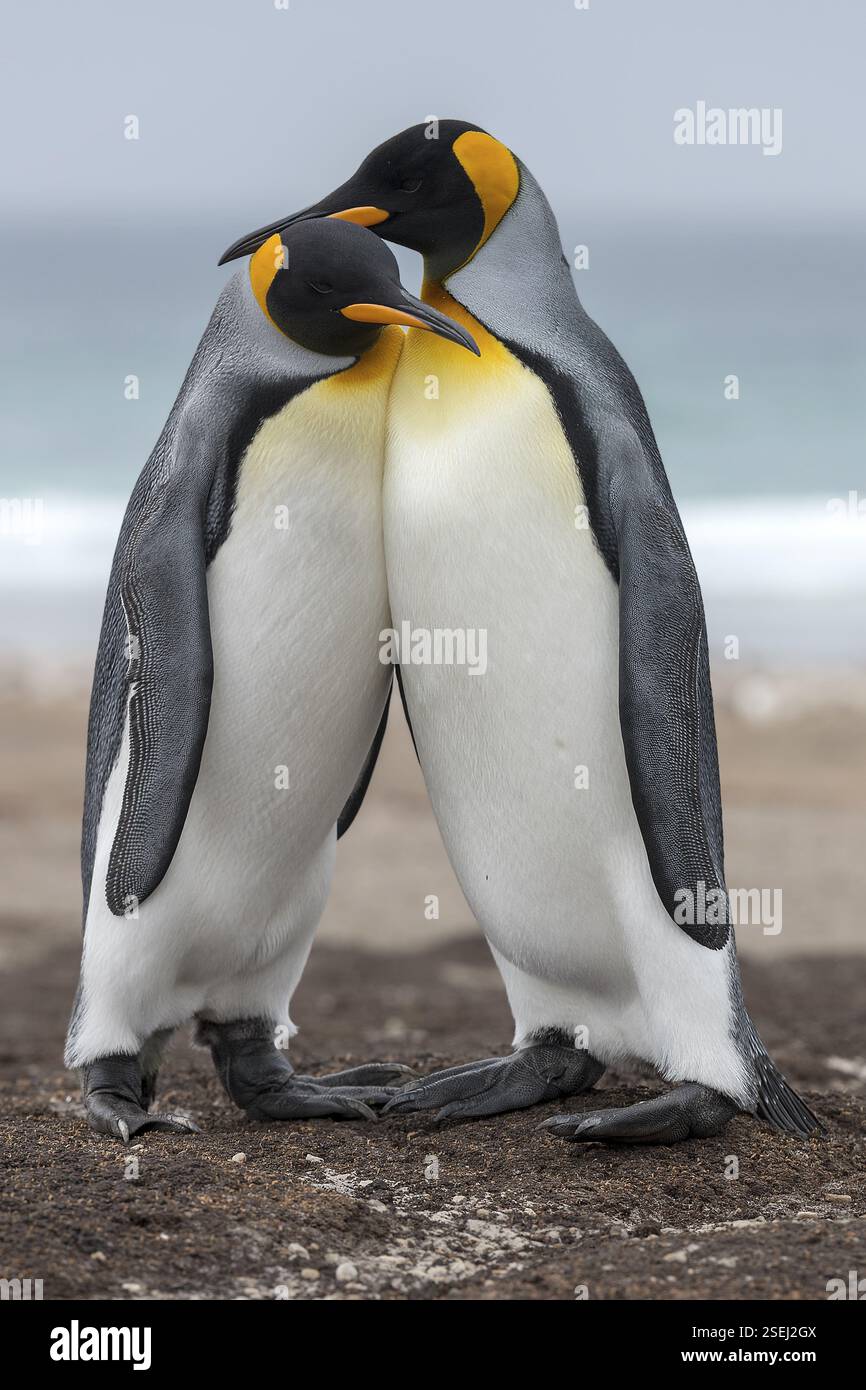 King Penguins, King Penguin, (Aptenodytes patagonicus patagonicus) The ...
