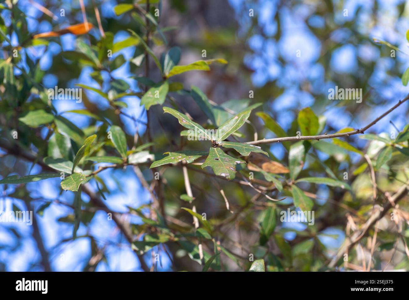 Darlington Oak (Quercus hemisphaerica), Plantae, Duval, Florida, United ...