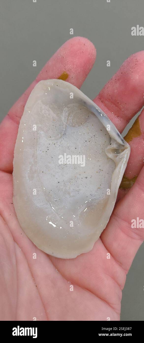 Southern Tuatua (Paphies donacina), Mollusca, Karitane 9471, New ...