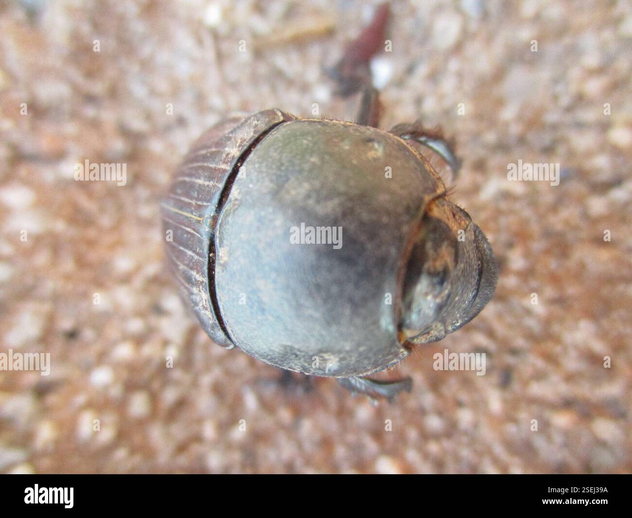 (Onitis), Insecta, Gobabeb, Namibia Stock Photo - Alamy