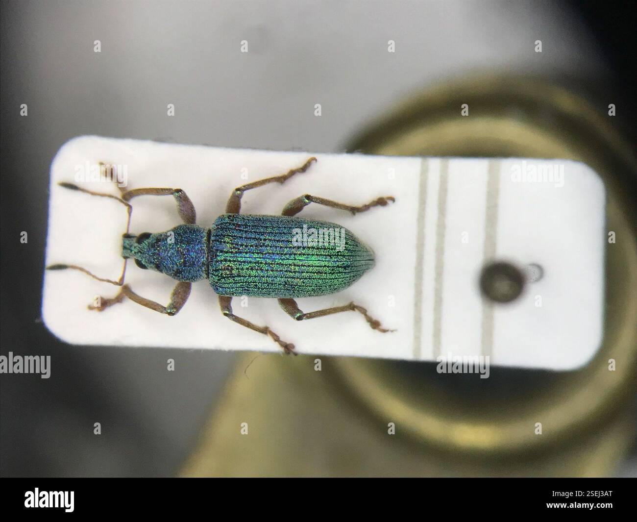 Green Immigrant Leaf Weevil (Polydrusus formosus), Insecta, Pointe-de ...