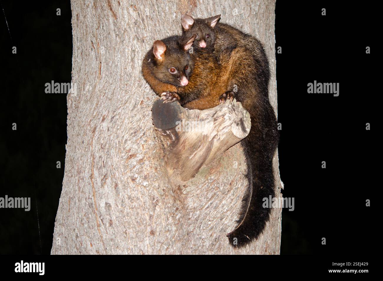 Common Brushtail Possums, Trichosorus vulpecula, mother and joey, in ...