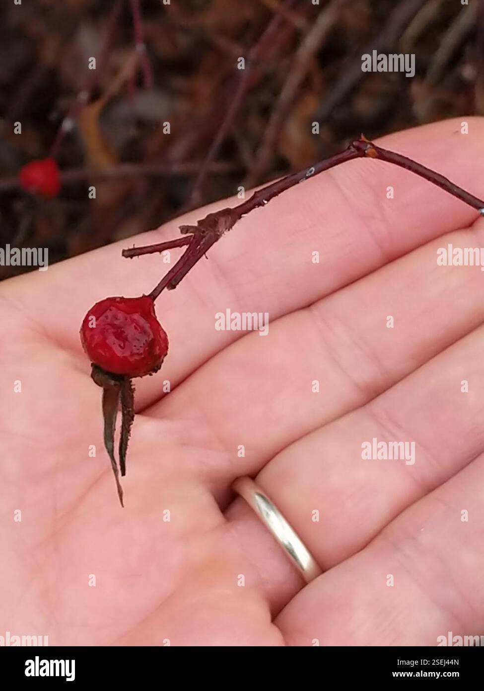 swamp rose (Rosa palustris), Plantae, Wayne Township, IN 47374, USA ...