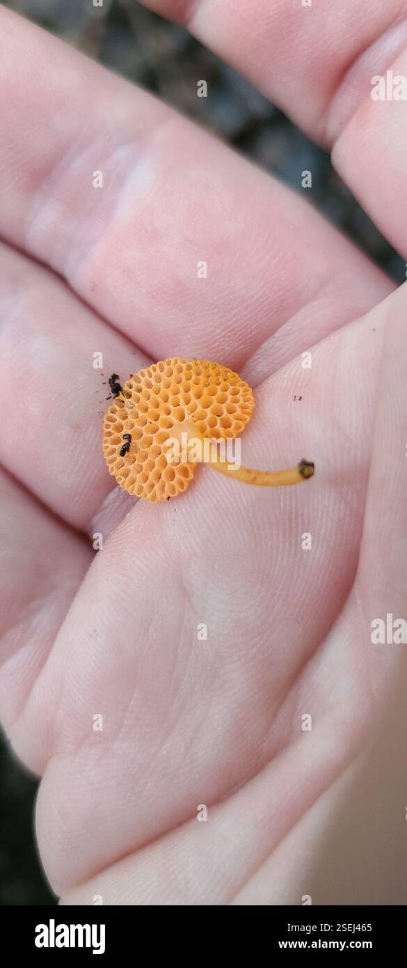 orange pore fungus (Favolaschia claudopus), Fungi, Parnell, Auckland ...