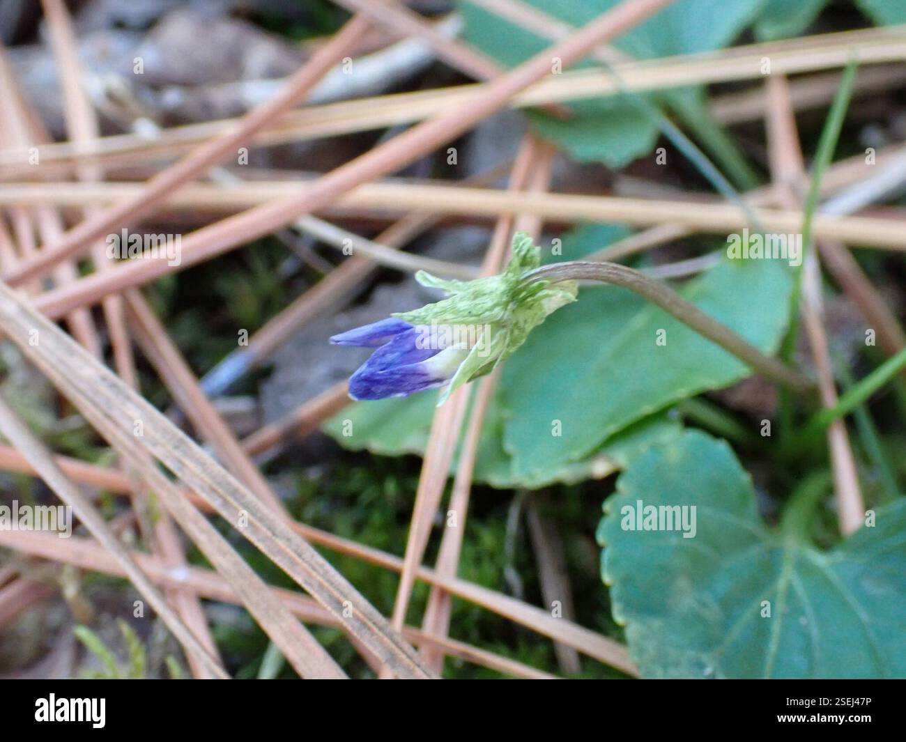 common blue violet (Viola sororia), Plantae, North Carolina, US Stock ...