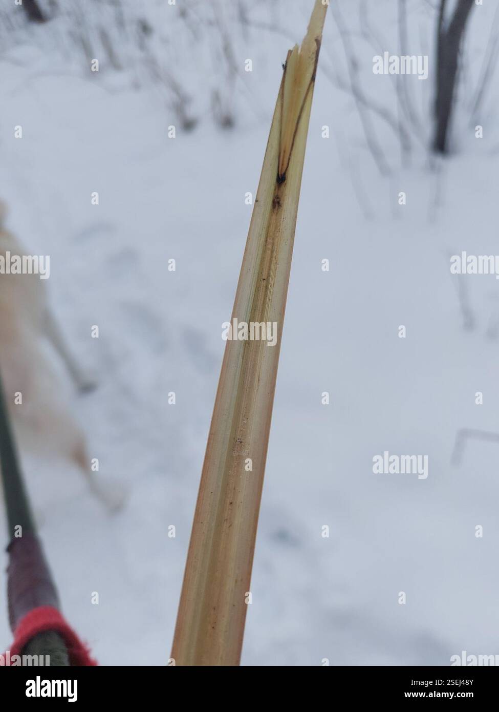 lake sedge (Carex lacustris), Plantae, Echo Bay, ON P0S 1C0, Canada ...