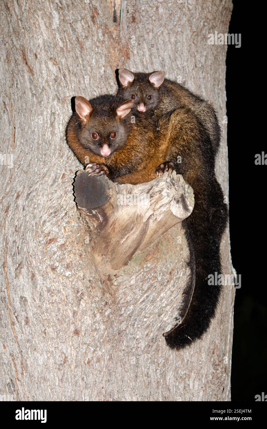 Common Brushtail Possums, Trichosorus vulpecula, mother and joey, in ...