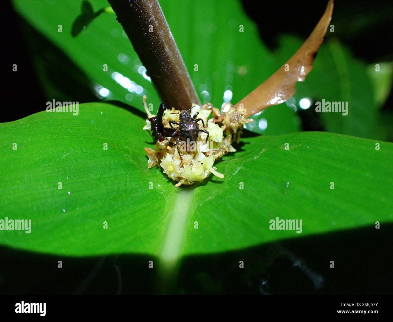True Weevils (Curculionidae), Insecta, Mount Carbine QLD 4871 ...