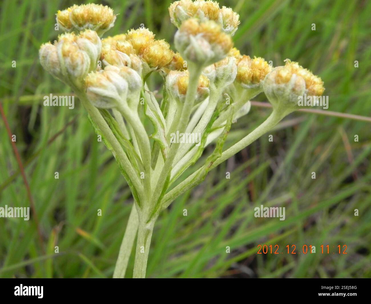 Icholocholo (Helichrysum nudifolium), Plantae, uMgungundlovu District ...