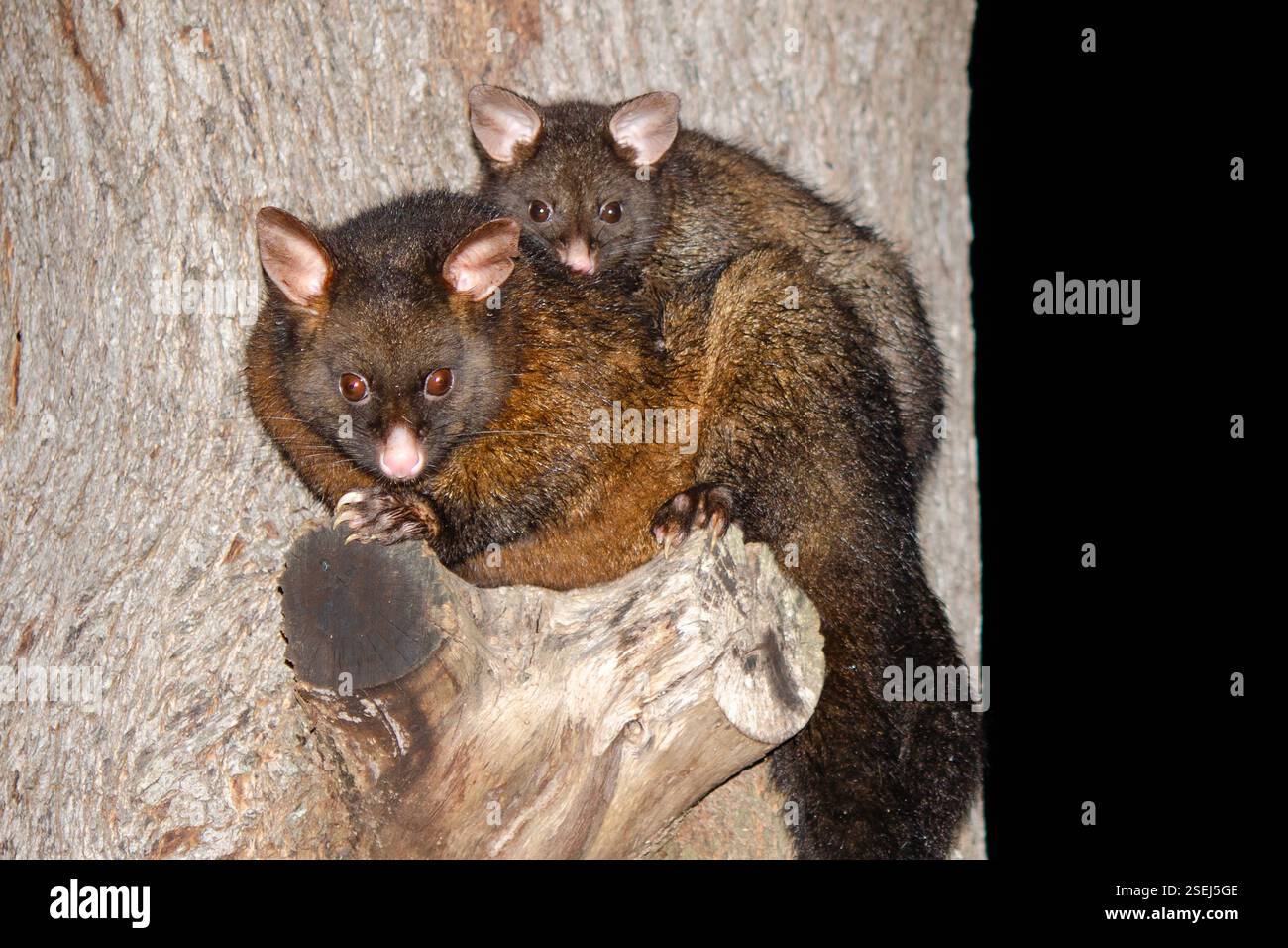 Common Brushtail Possums, Trichosorus vulpecula, mother and joey, in ...