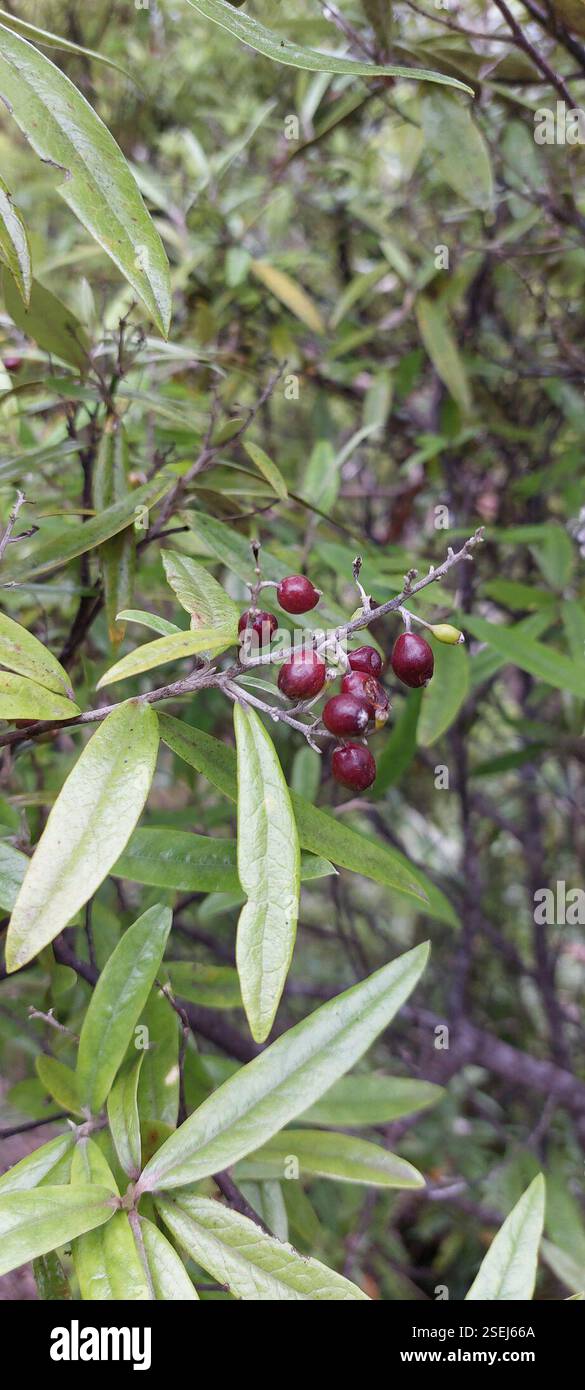 (Corokia buddleioides buddleioides), Plantae, Waitakere Ranges, Huia ...