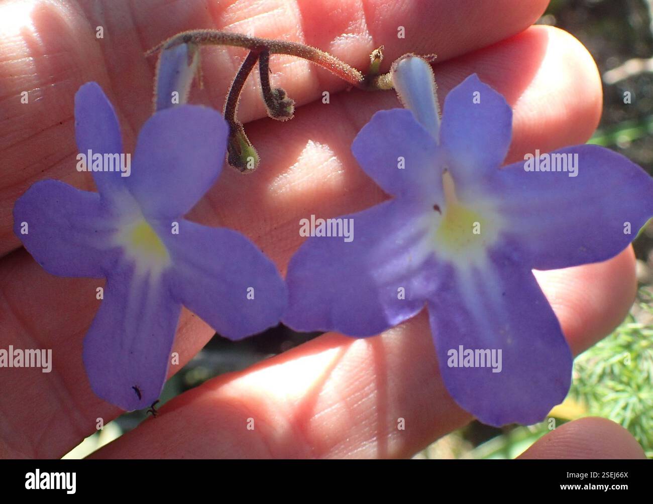 (Streptocarpus polyanthus polyanthus), Plantae, uMgungundlovu District ...