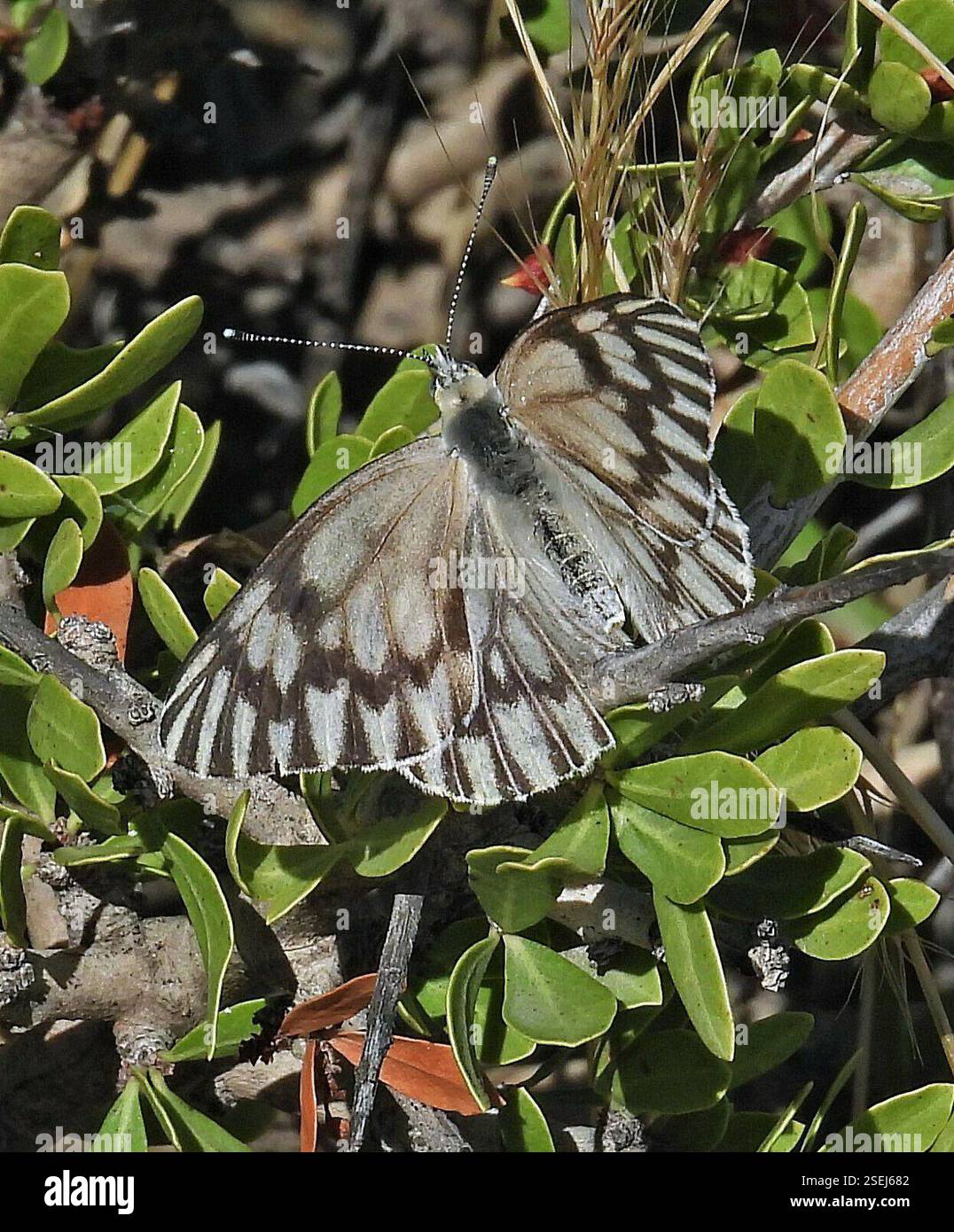 (Phulia mercedis vanvolxemii), Insecta, Florentino Ameghino, Chubut ...