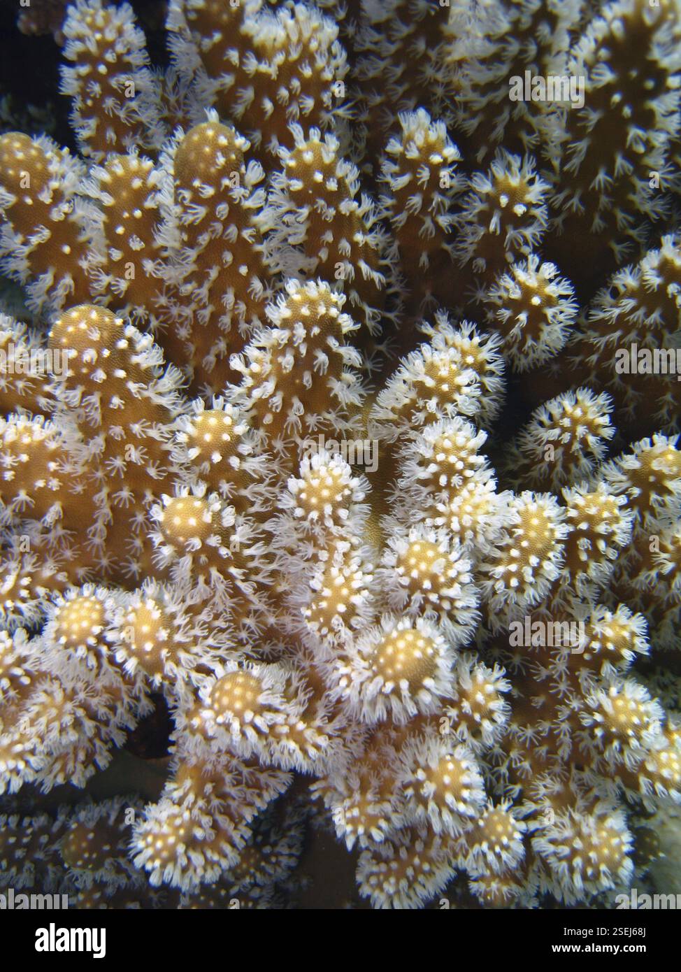 Colors and Textures of the Great Barrier Reef in Queensland, Australia ...