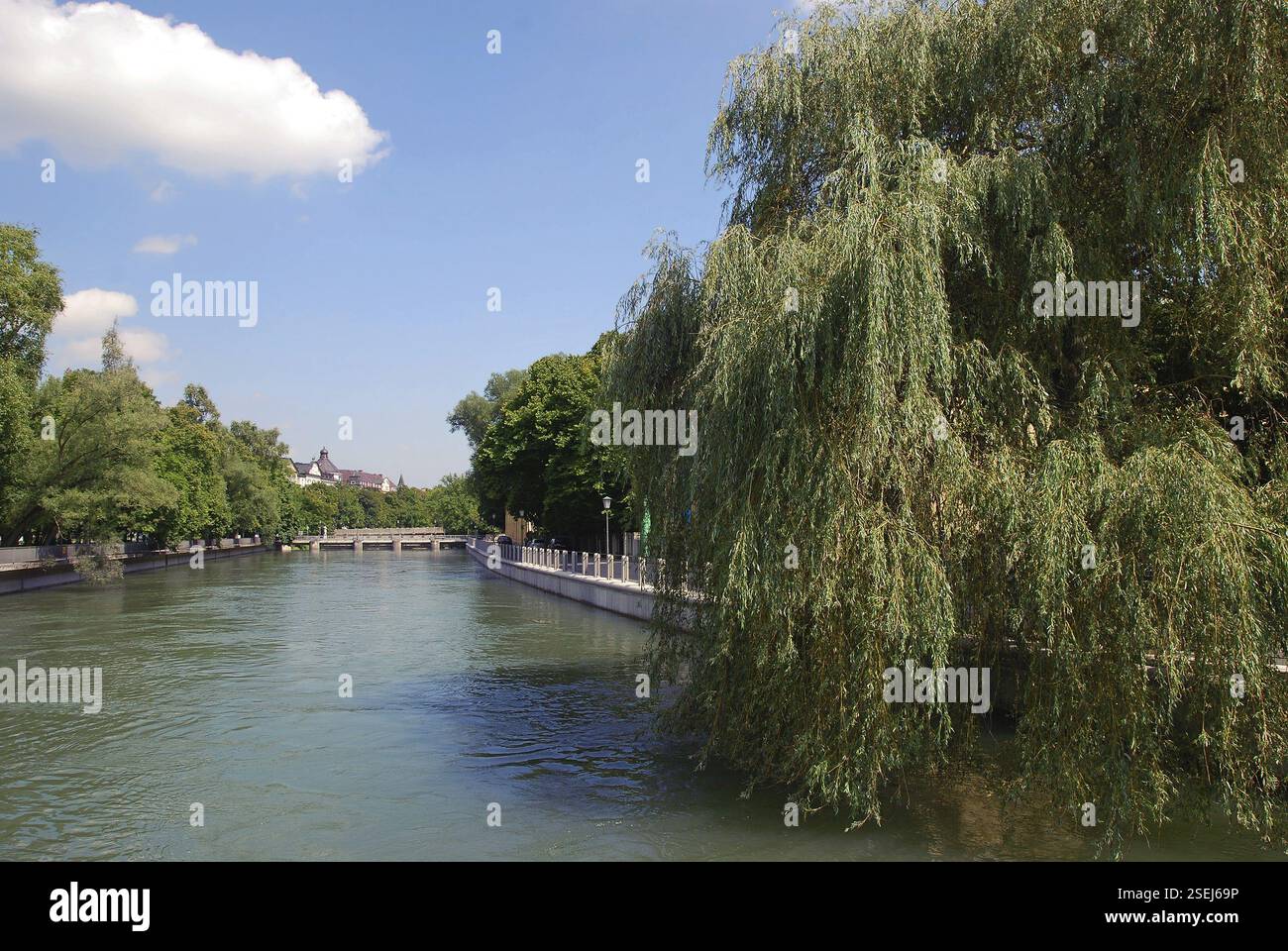 Willow tree in Munich, over Isar river, Munich, Germany, Europe Stock ...