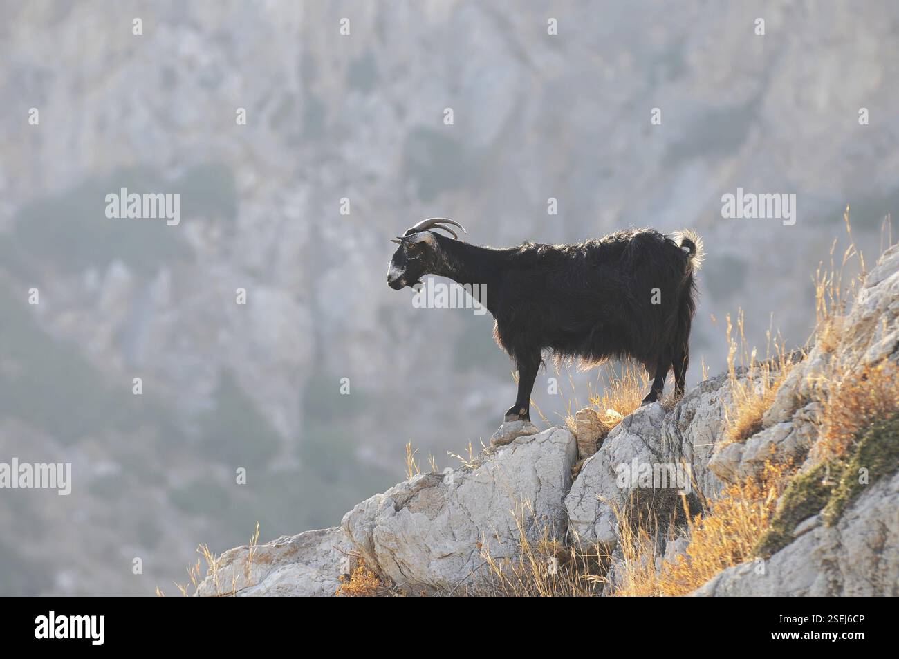 Balkan wild goat hi-res stock photography and images - Alamy