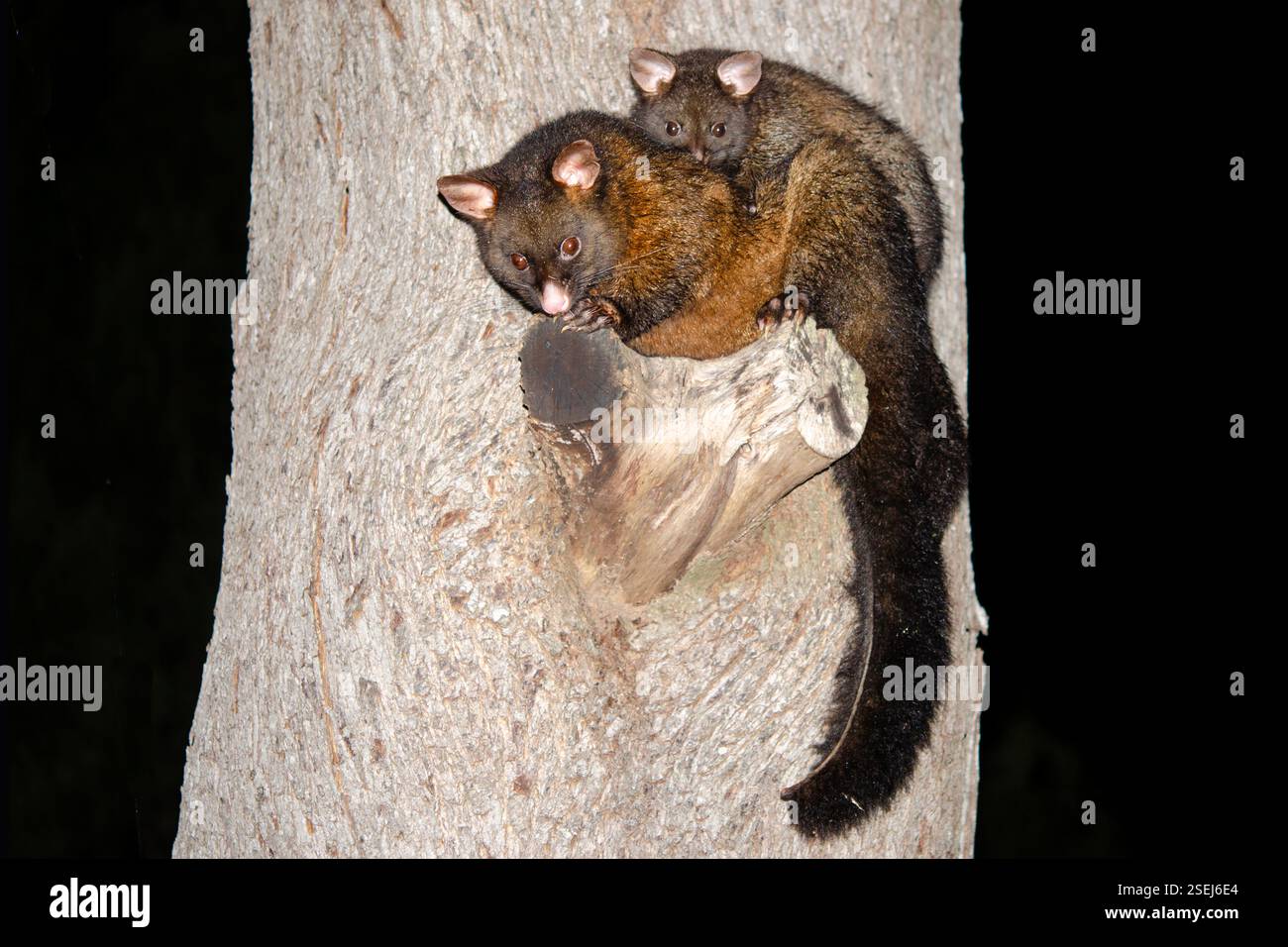 Common Brushtail Possums, Trichosorus vulpecula, mother and joey, in ...