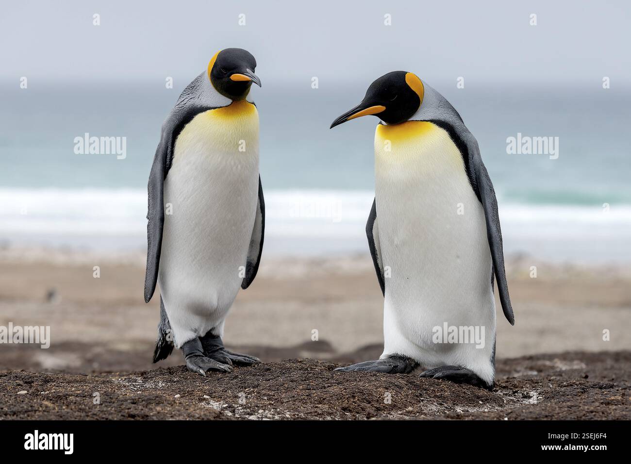 Two King Penguins, (Aptenodytes patagonicus patagonicus) fThe Neck ...