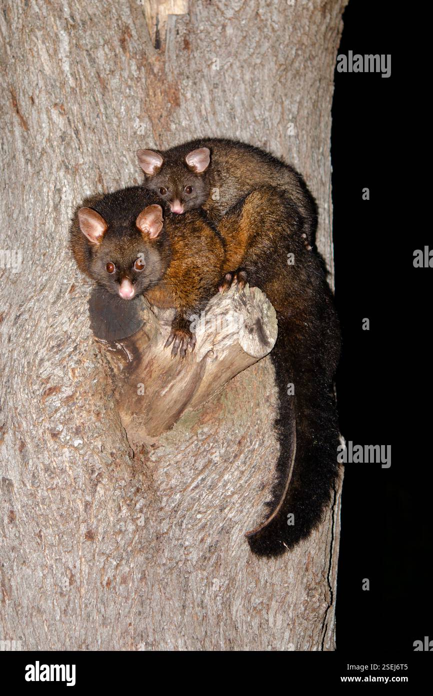 Common Brushtail Possums, Trichosorus vulpecula, mother and joey, in ...