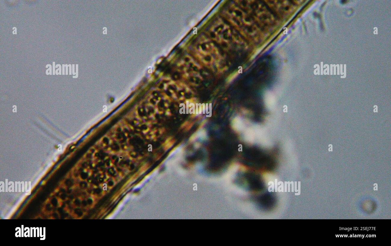 (Oscillatoriaceae), , Hasune, Itabashi City, Tokyo 174-0046, Japan, Magnification of photos: 200 ...