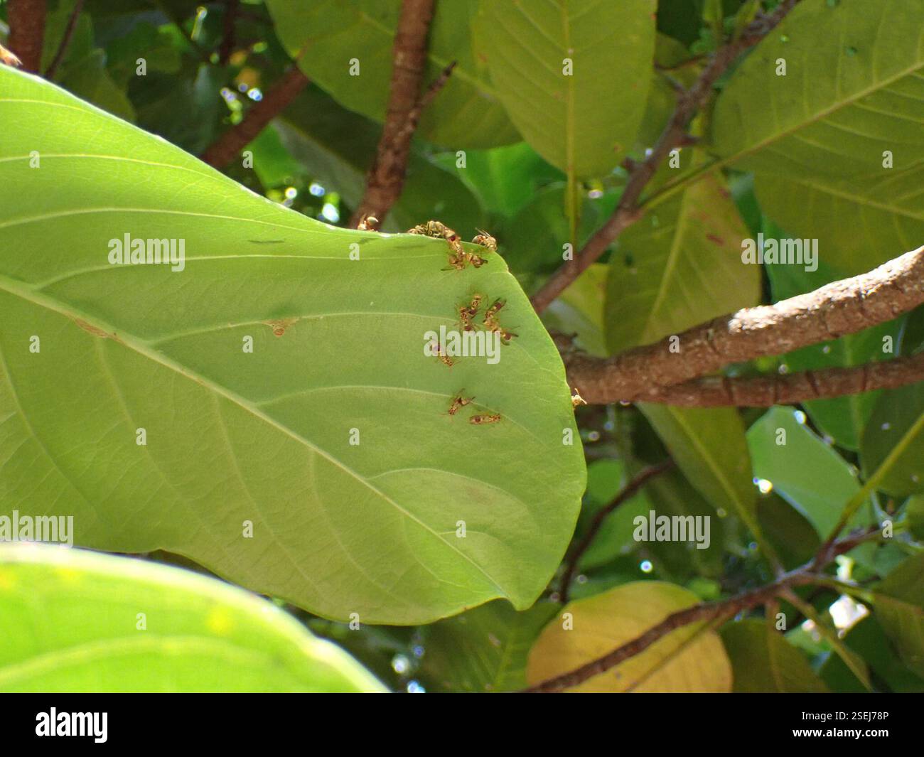 Paper Wasps (Polistinae), Insecta, Cooktown QLD 4895, Australia Stock ...