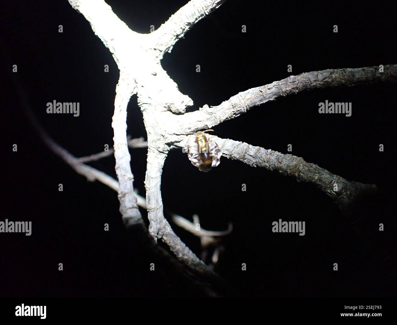 Paper Wasps (Polistinae), Insecta, Cooktown QLD 4895, Australia Stock ...