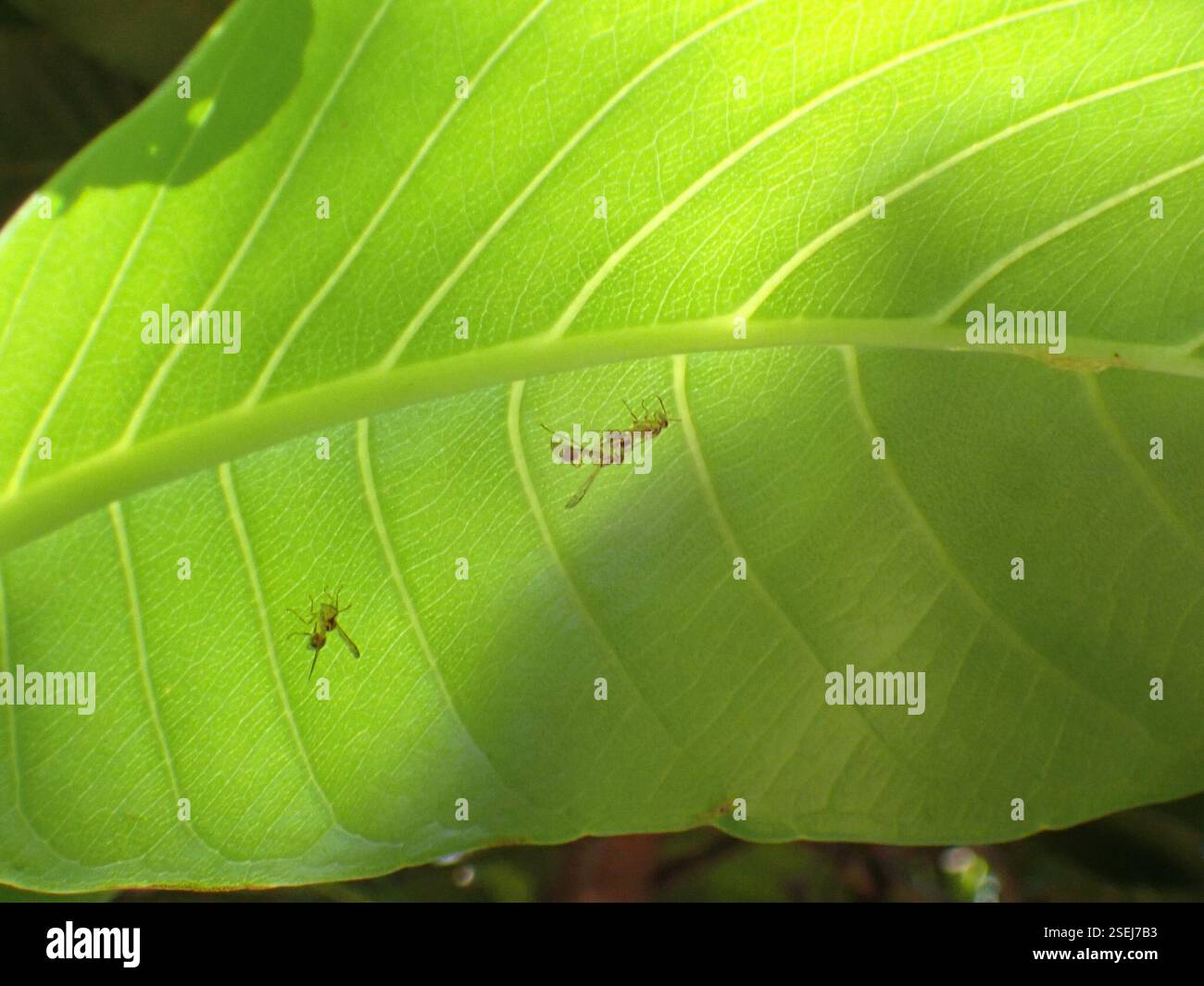 Paper Wasps (Polistinae), Insecta, Cooktown QLD 4895, Australia Stock ...