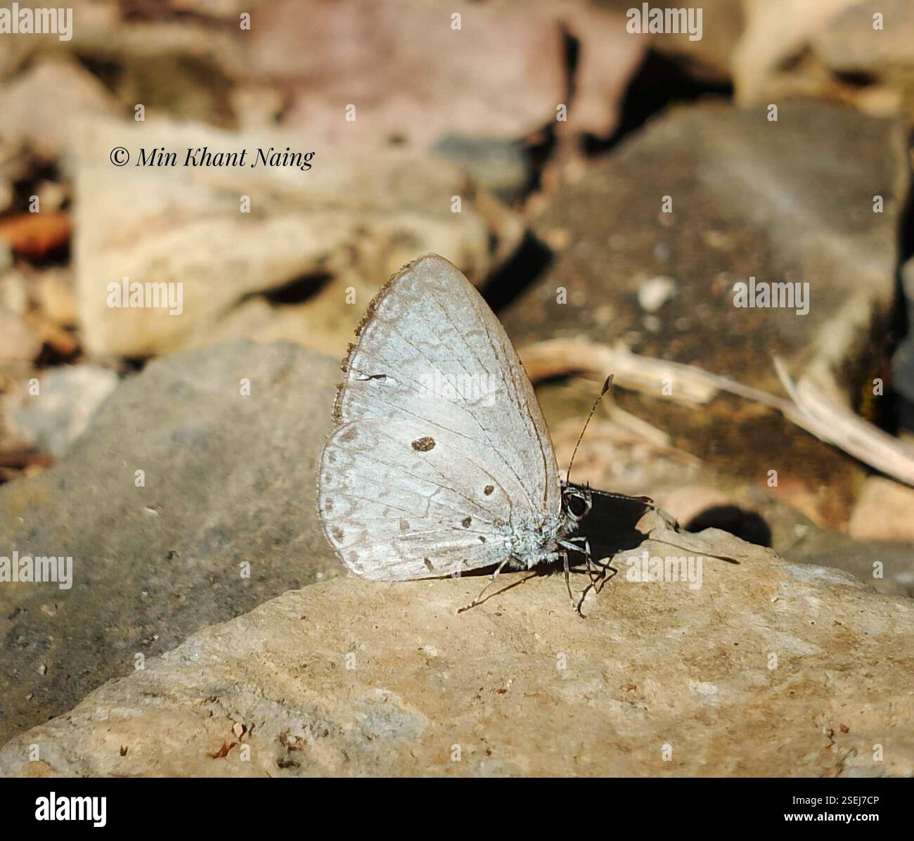 White-banded Hedge Blue (Lestranicus transpectus), Insecta, Hpa-An ...