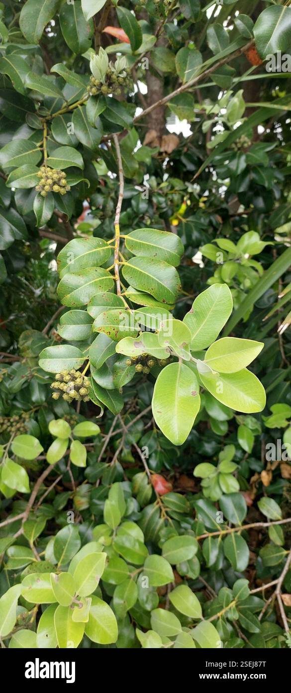 Myrtle Rust (Austropuccinia psidii), Fungi, Auckland, Mt Albert, Leone ...