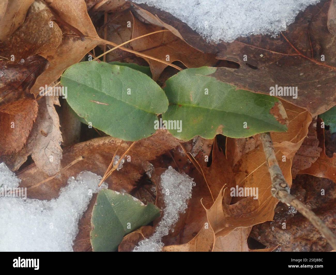 trailing arbutus (Epigaea repens), Plantae, Franklin, Massachusetts ...
