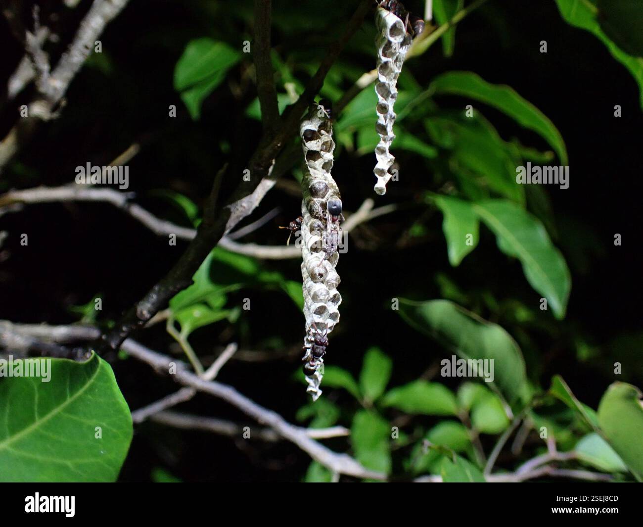 Stick-nest Brown Paper Wasp (Ropalidia revolutionalis), Insecta ...