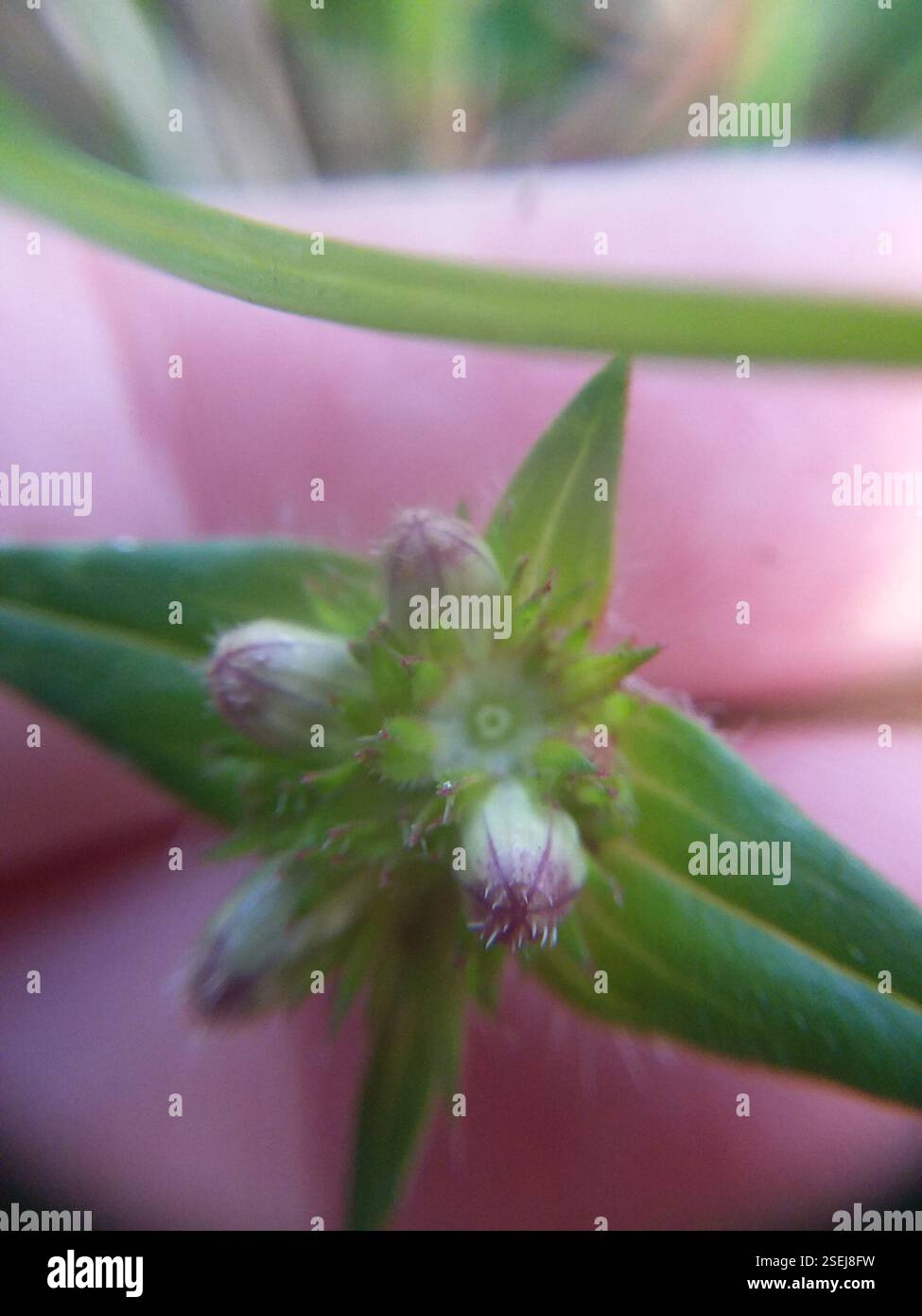 largeflower Mexican clover (Richardia grandiflora), Plantae, Windsor ...