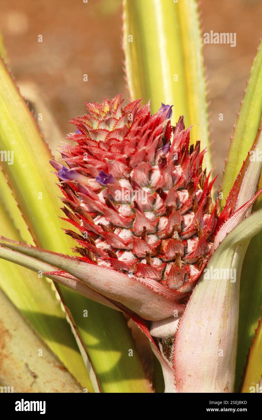 Pineapple plant with red color fruit cash crop, Village Jambhulwadi ...