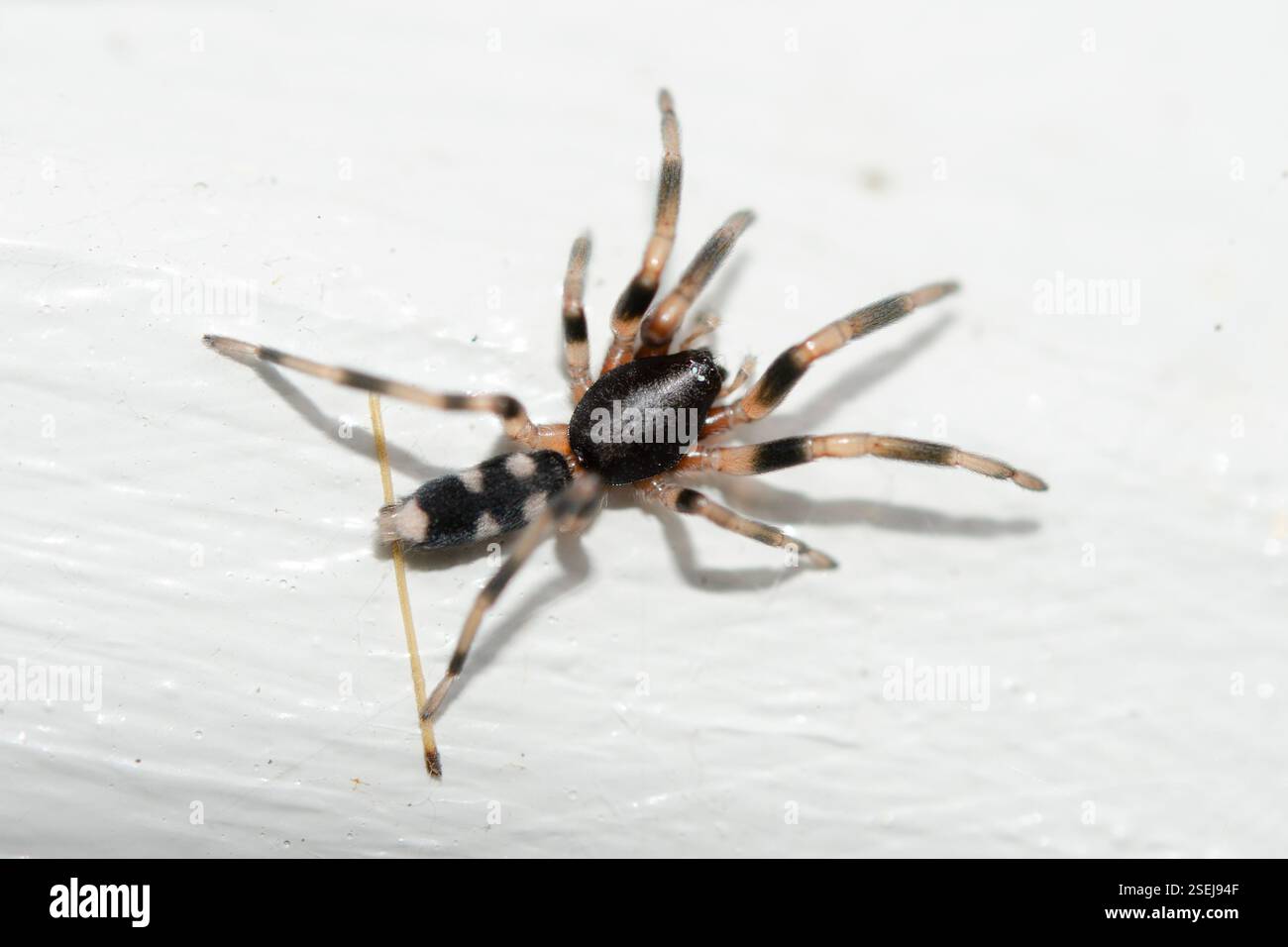 Juvenile Whitetail Spider, Lampona sp, introduced into New Zealand from ...