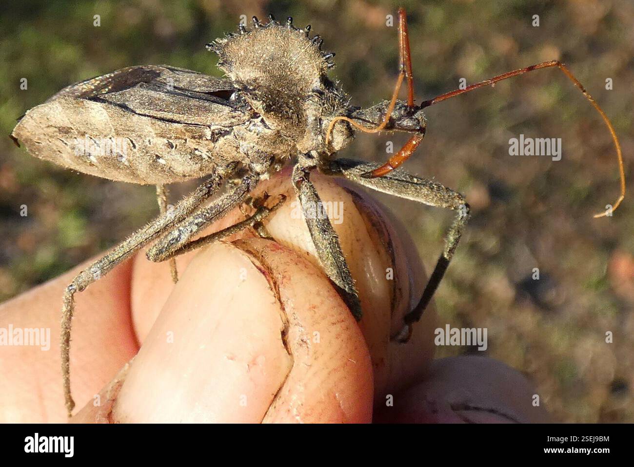 North American Wheel Bug (Arilus cristatus), Insecta, River Rd ...