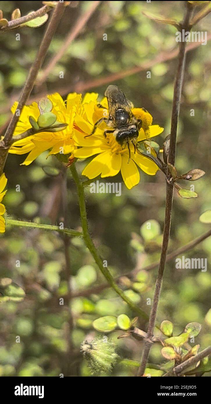 (Leioproctus), Insecta, North Island, Matamata, Waikato, NZ Stock Photo ...