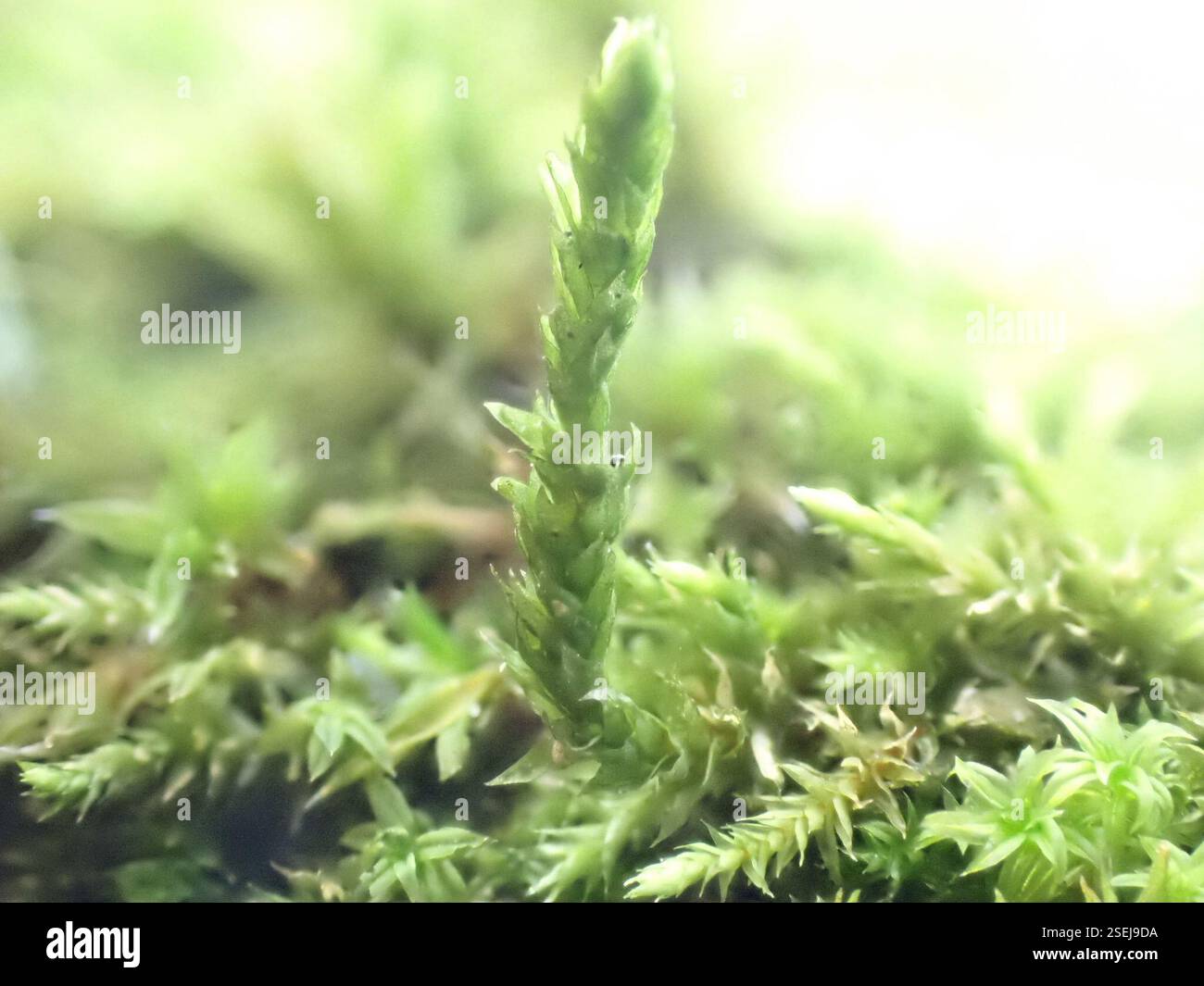 Lateral Cryphaea (Cryphaea heteromalla), Plantae, Bosbadlaan, Baarn ...