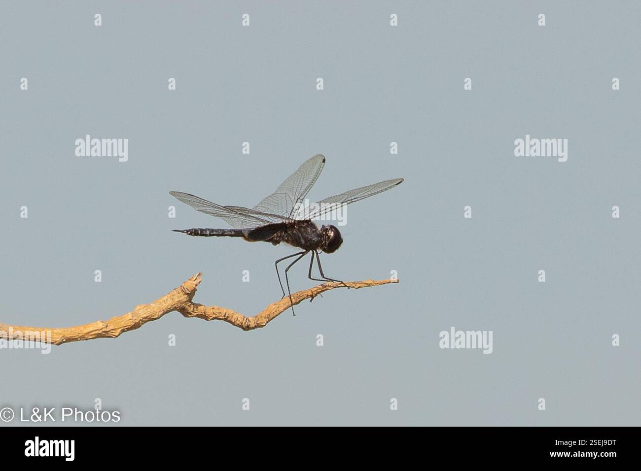 Sooty Saddlebags (Tramea binotata), Insecta, Corozal District, Belize ...