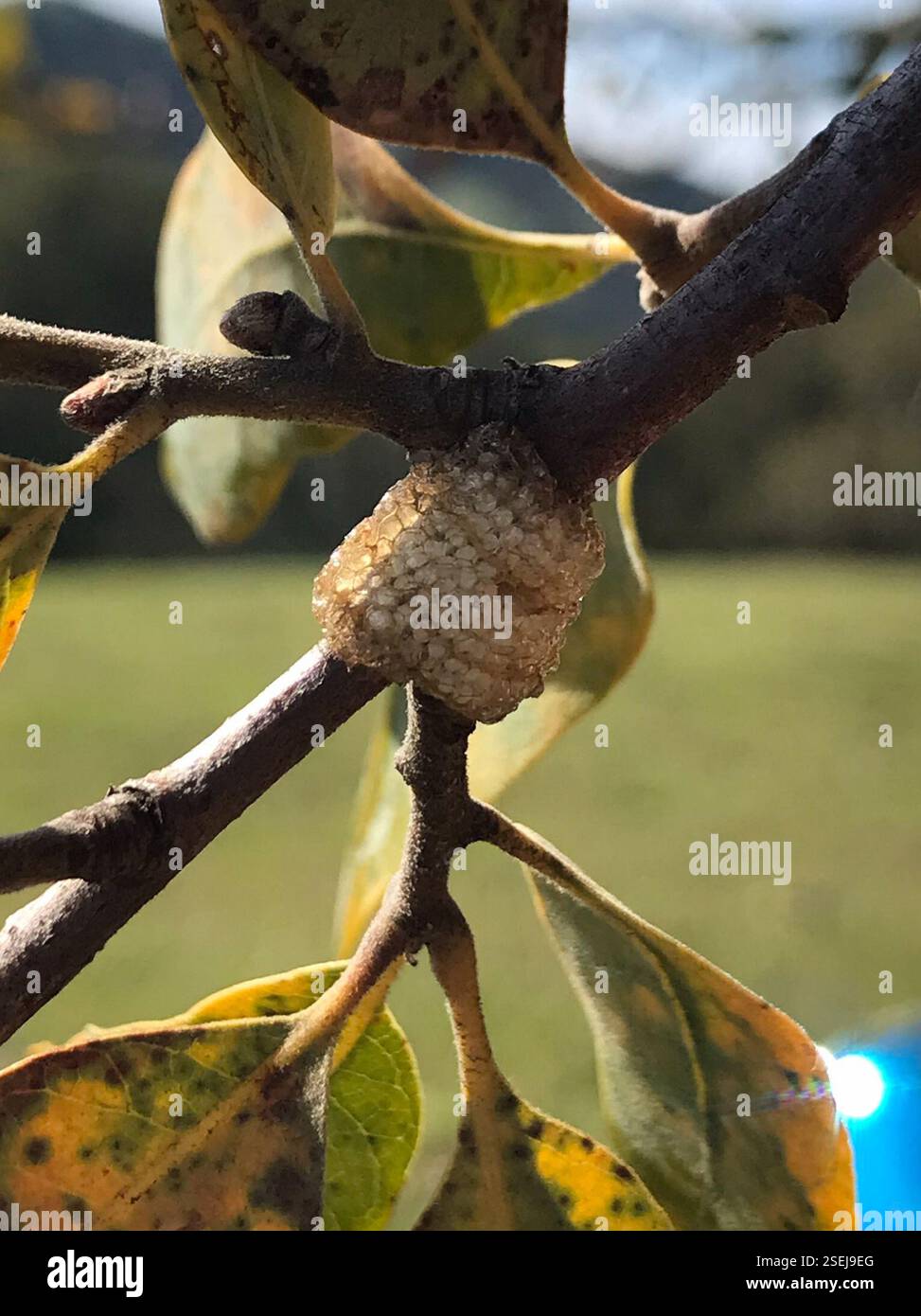 Insects (Insecta), Insecta, Morgan Territory Regional Preserve, Contra ...