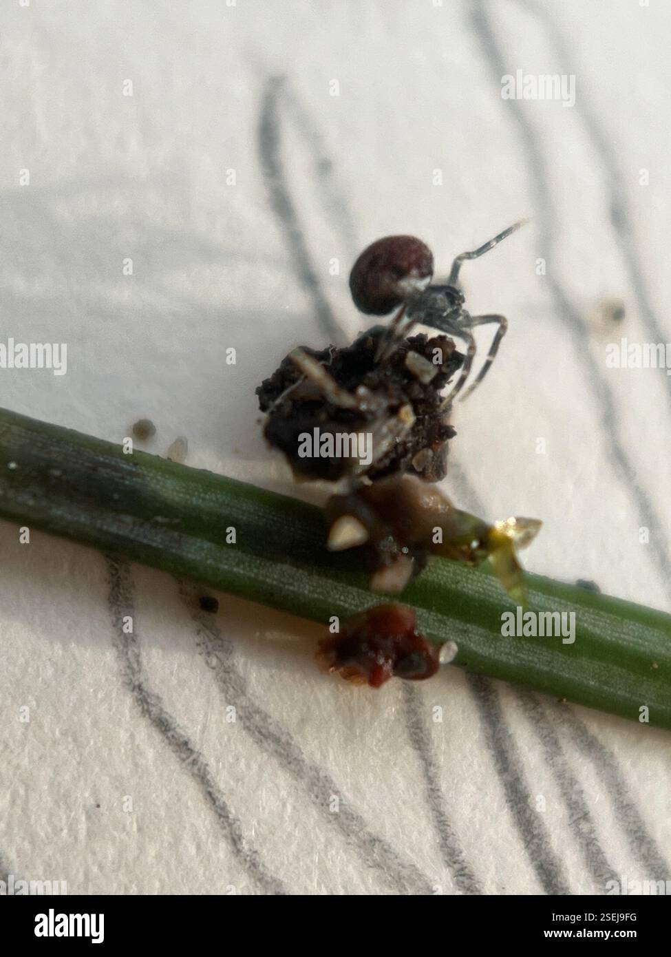 Comb-footed Spiders (Theridiidae), Arachnida, First St, New Westminster ...
