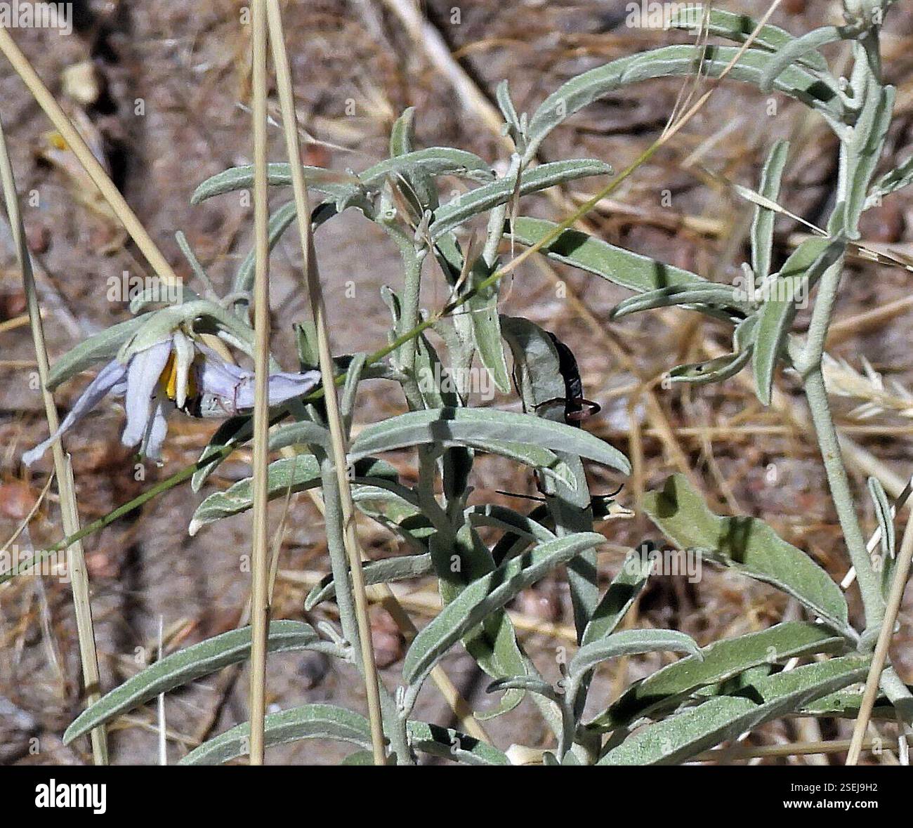 silverleaf nightshade (Solanum elaeagnifolium), Plantae, San Antonio ...