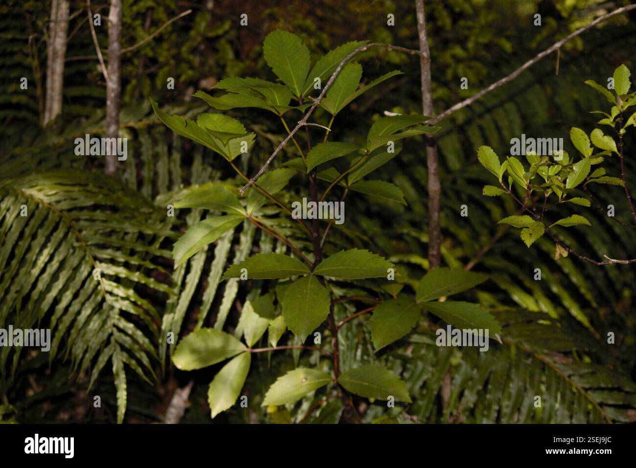 Mountain Five Finger (Pseudopanax colensoi), Plantae, Ōkārito 7886, New ...