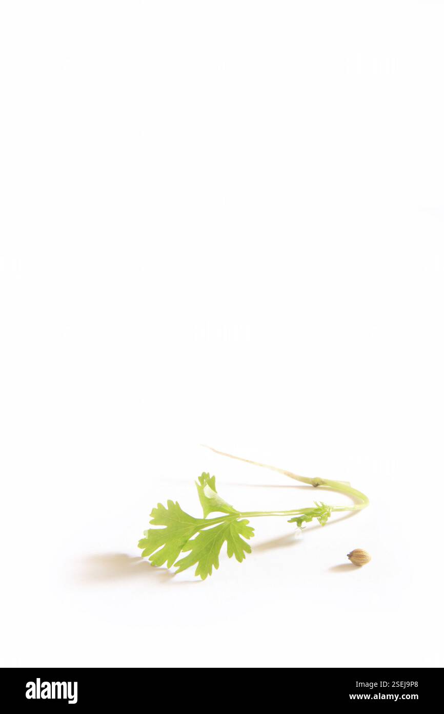Indian spices, fresh Coriander leaves and seeds Dhania Coriand rum sativum on white background ...