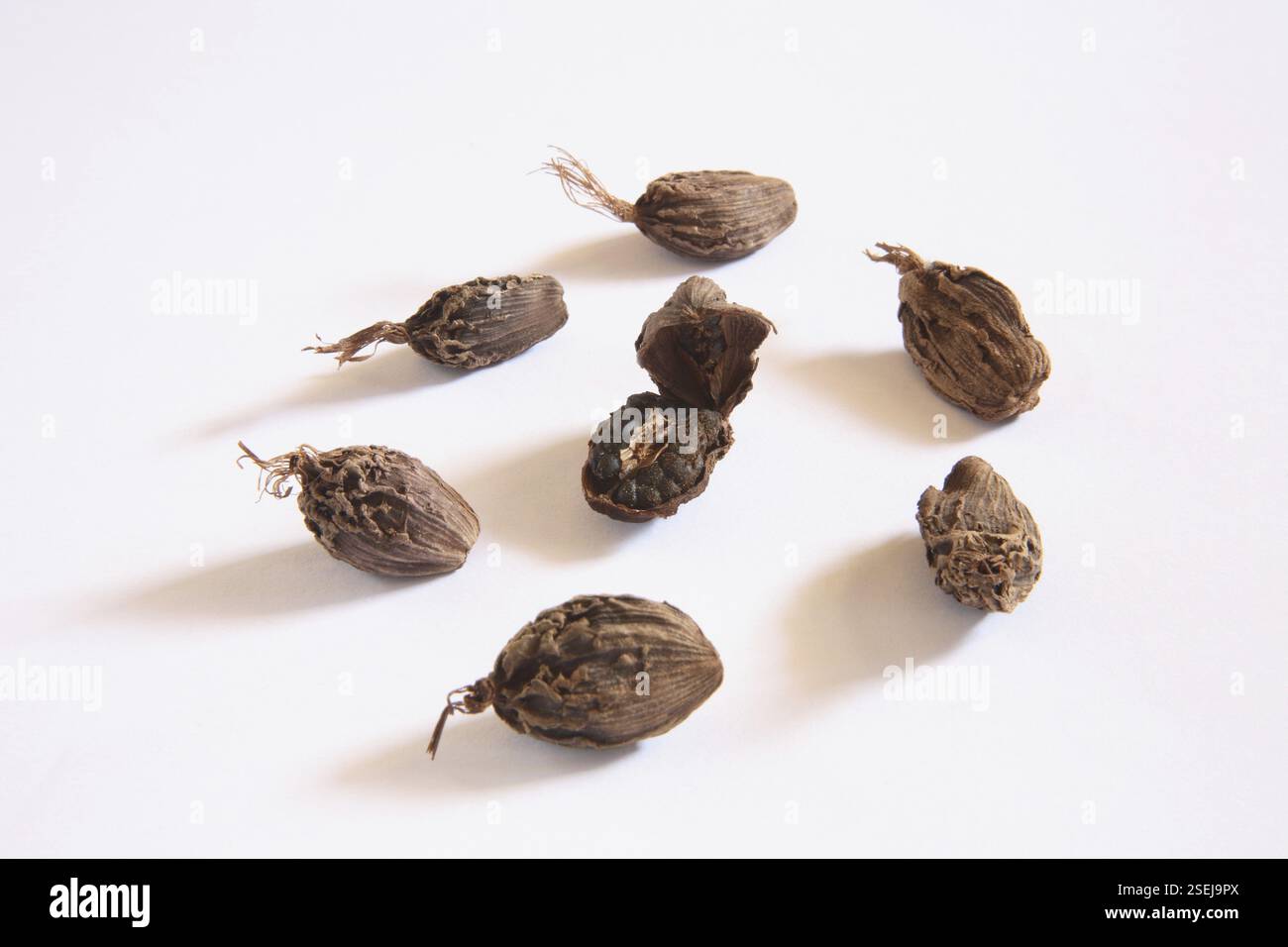 Indian spice, brown Cardamom pods Elaichi Elettaria cardamom on white ...