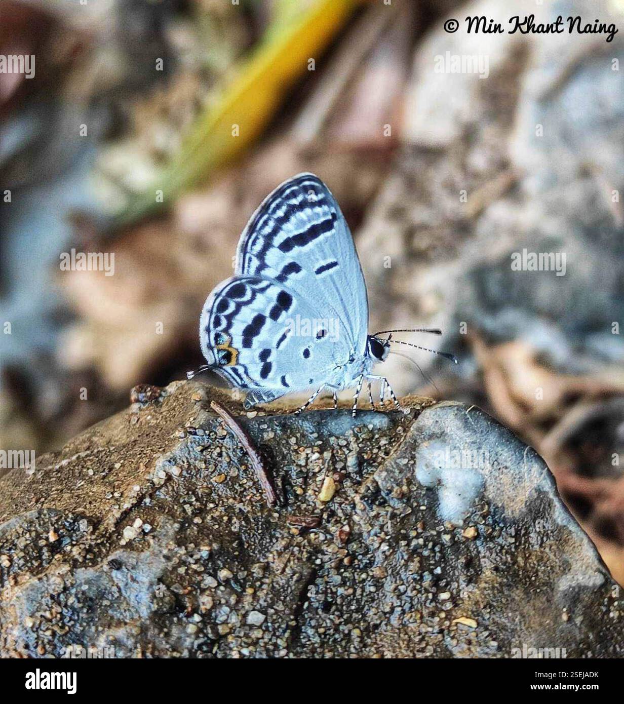 Dark Cupid (Tongeia potanini), Insecta, Hpa-An, First record of Kayin ...