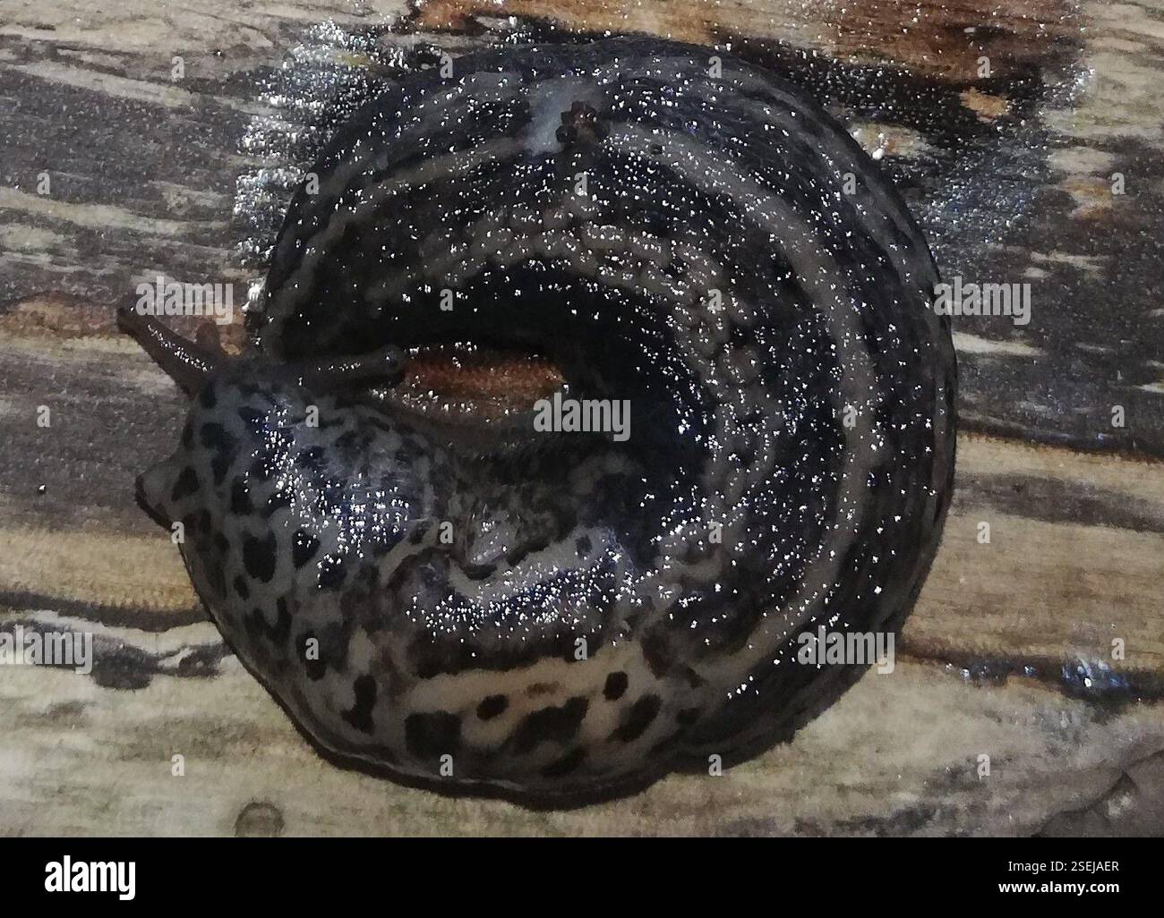 Leopard Slug (Limax maximus), Mollusca, Ballenstedt, Germany, On a well ...
