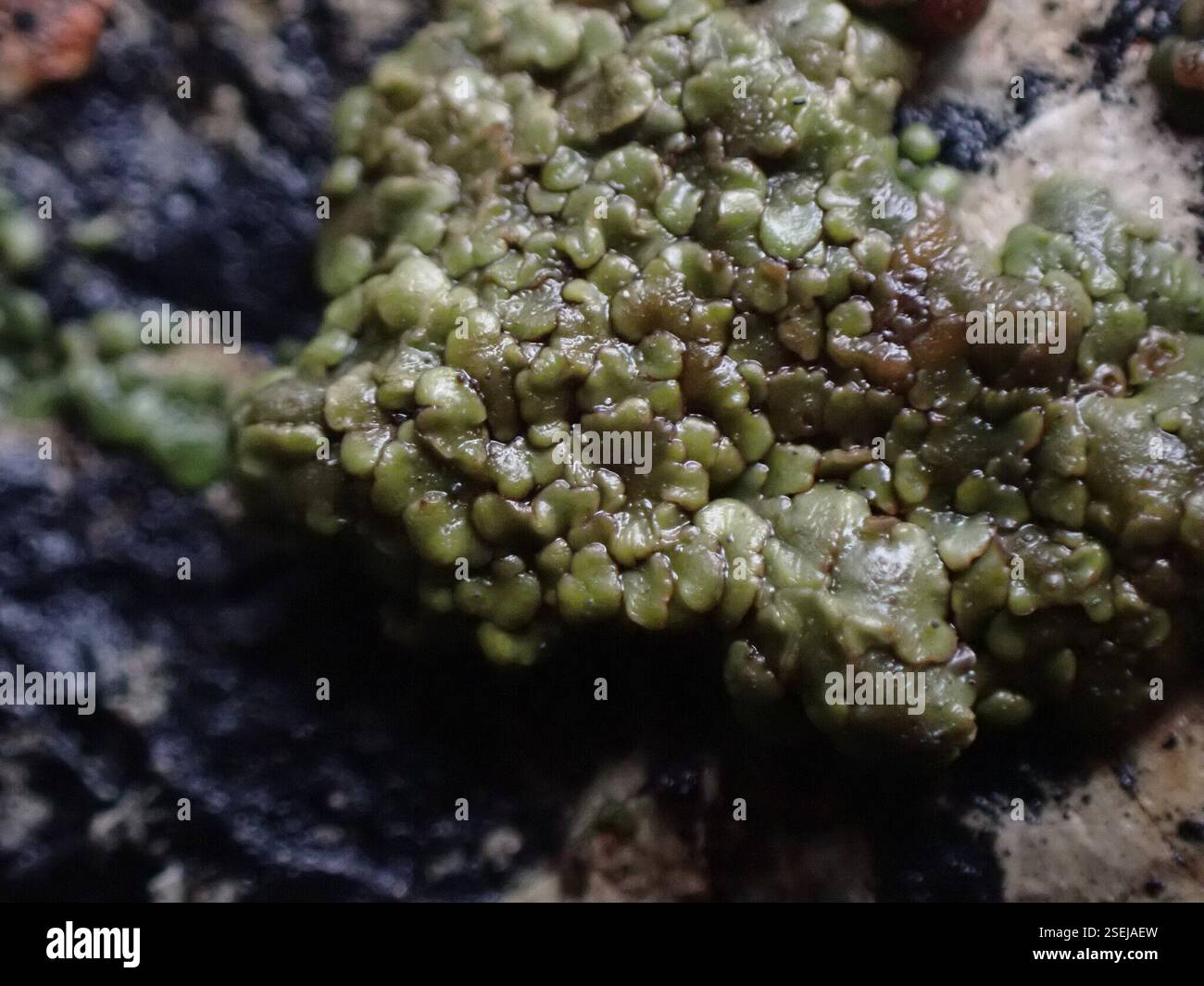 common lichens (Lecanoromycetes), Fungi, Nanaimo, British Columbia ...