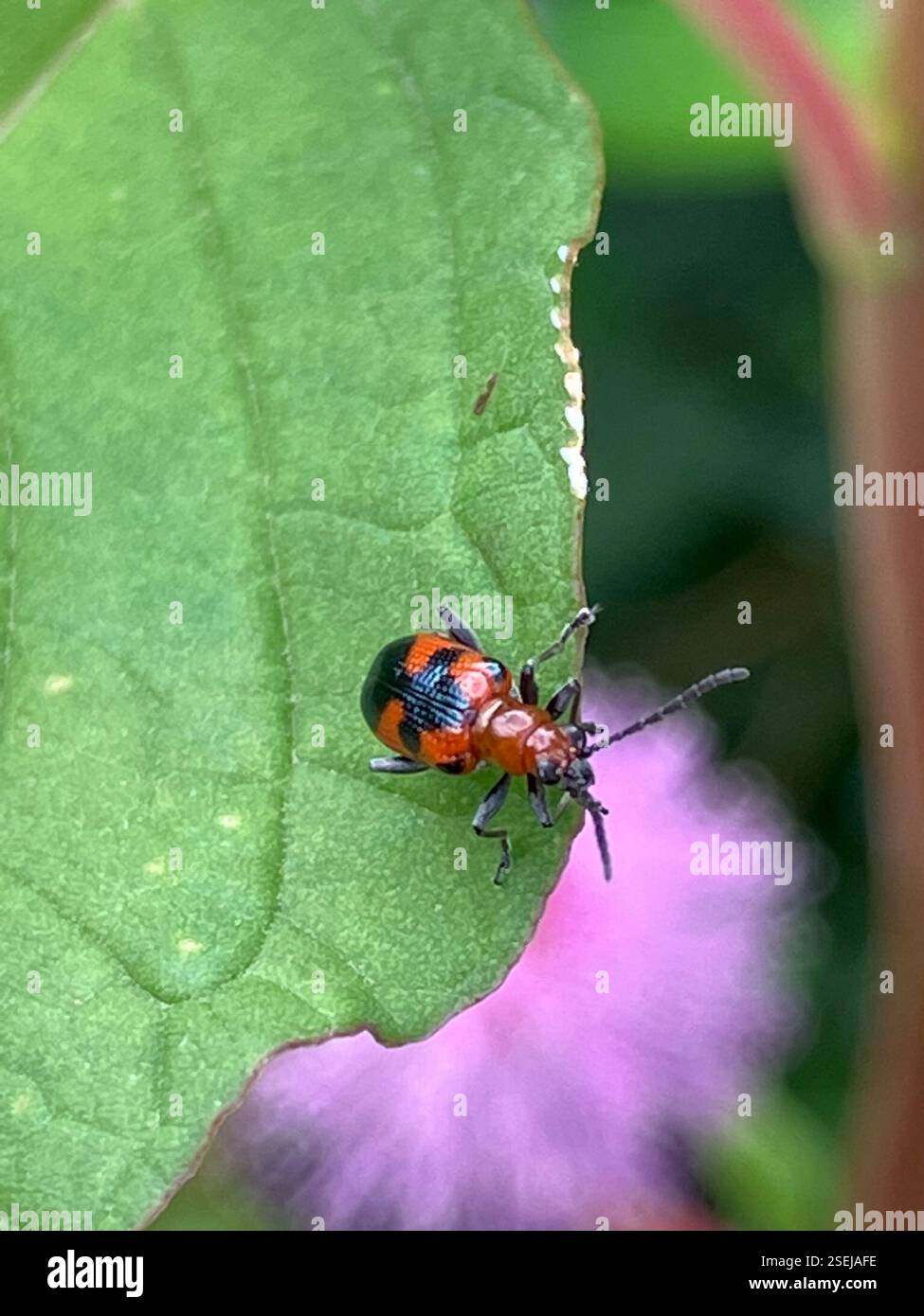 (Neolema dorsalis), Insecta, Saint Peter, MS Stock Photo - Alamy